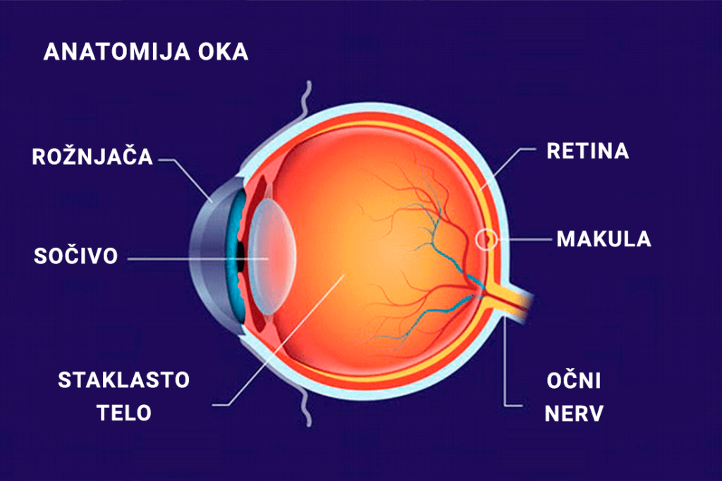 Dijabetička retinopatija i ostale bolesti retine - Klinika Apolon